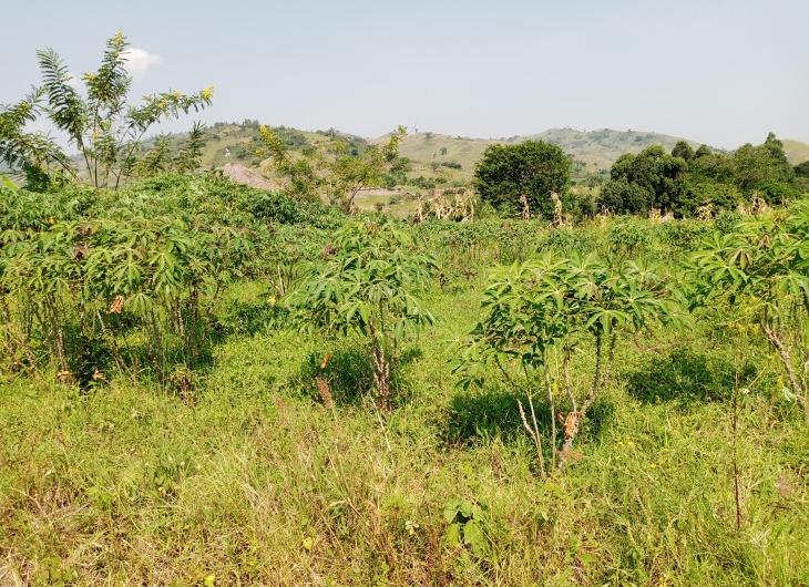 Beni : 2 responsables des ADF neutralisés par les FARDC à Mwalika Beni : 2 responsables des ADF neutralisés par les FARDC à Mwalika